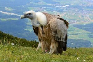 Tier mit H 🦓 große Liste mit vielen Bildern & Erklärungen