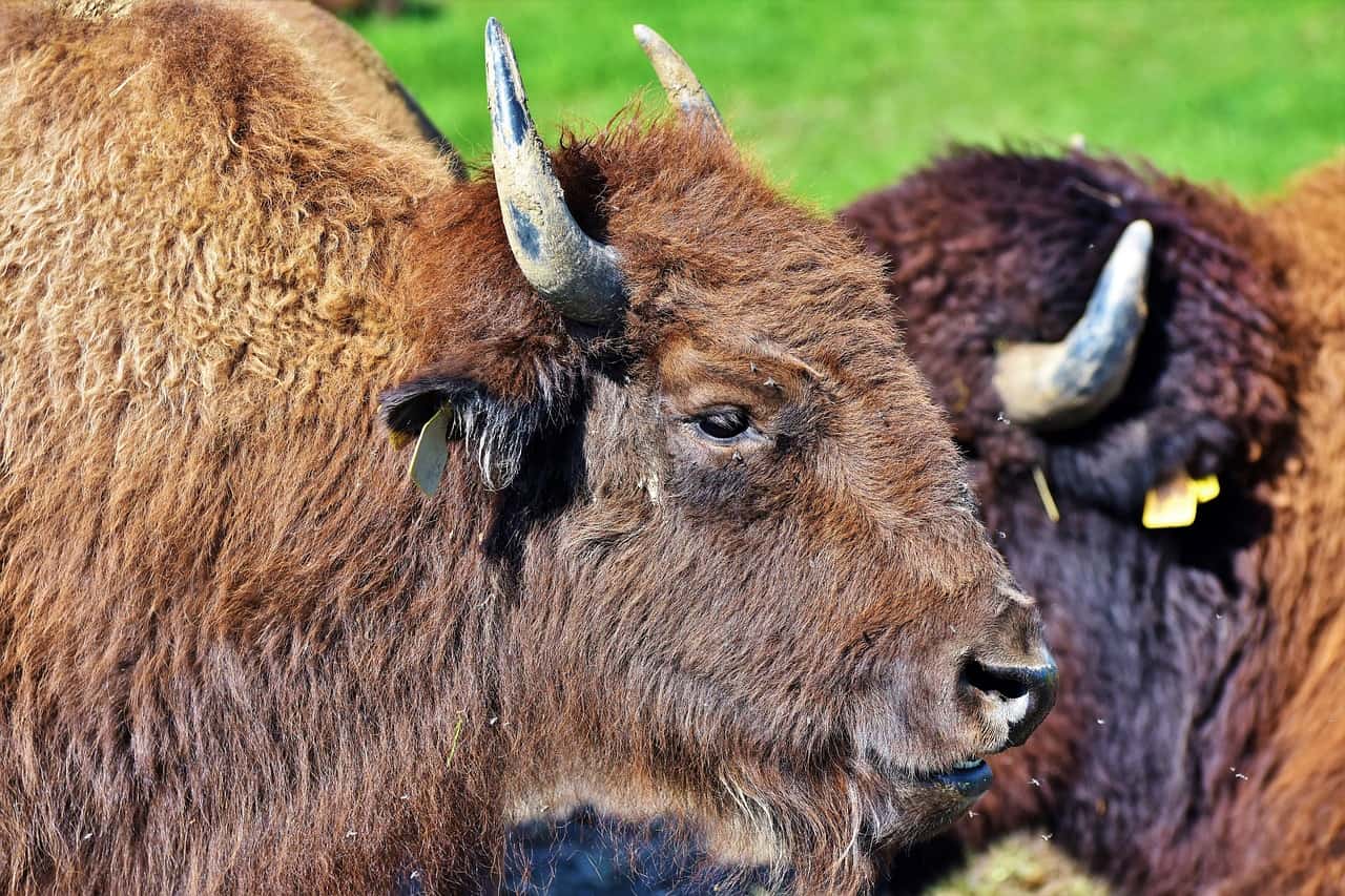 Tier mit I 🦓 große Liste mit vielen Bildern & Erklärungen