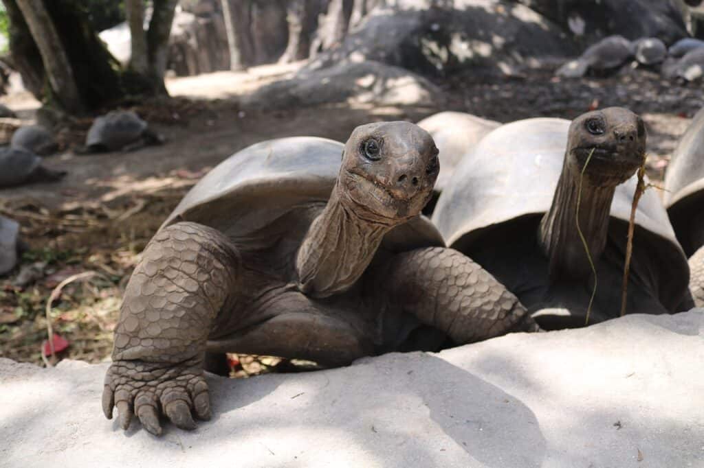 Tier mit V 🦓 große Liste mit vielen Bildern & Erklärungen