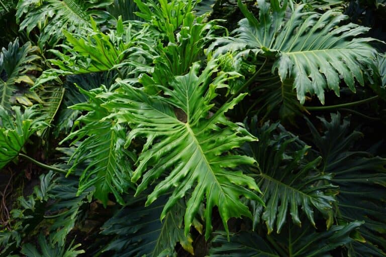 Farbe mit X große Liste mit vielen Bildern & Erklärungen