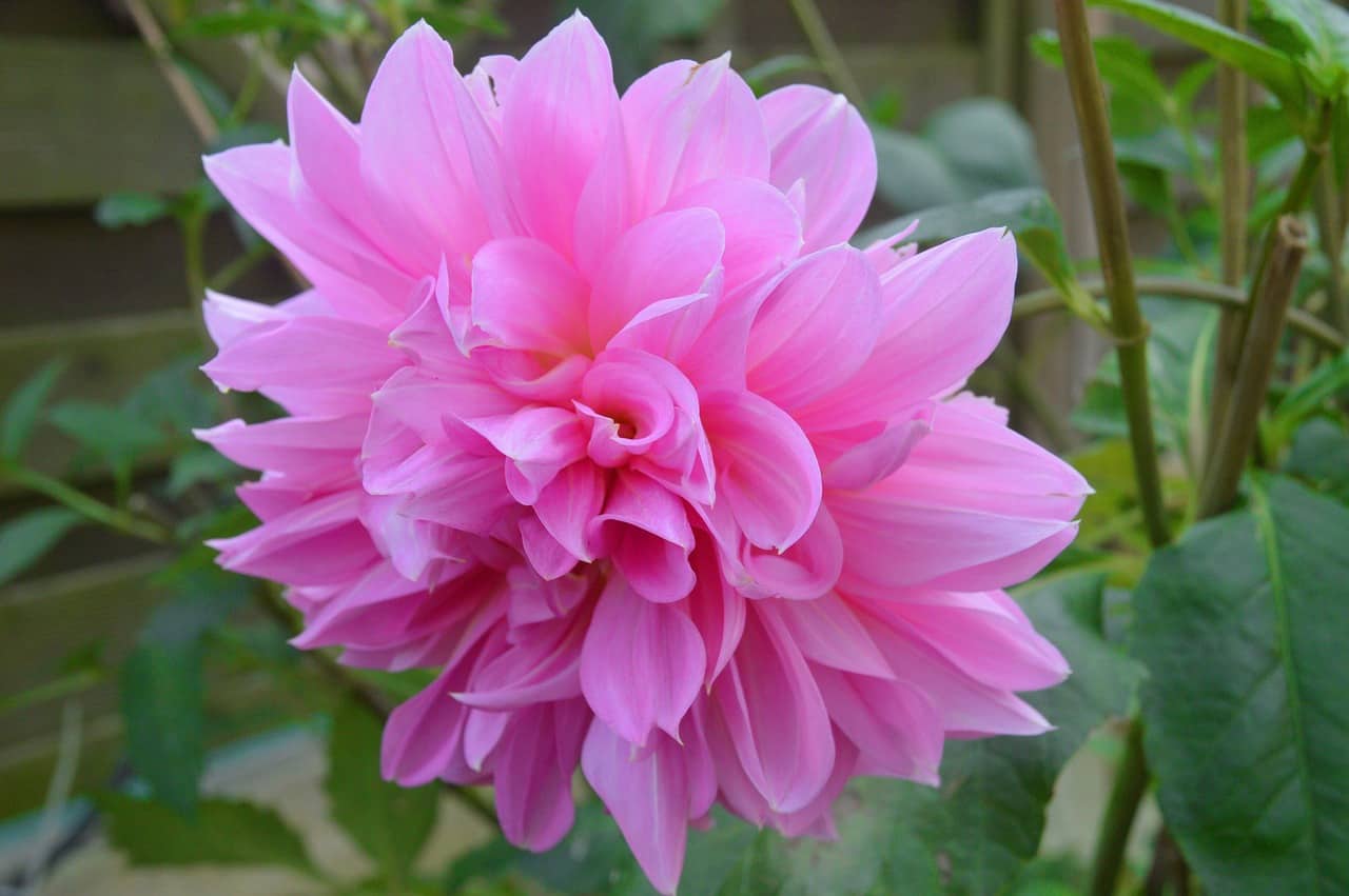 Blume mit D - große Liste mit vielen Bildern & Erklärungen