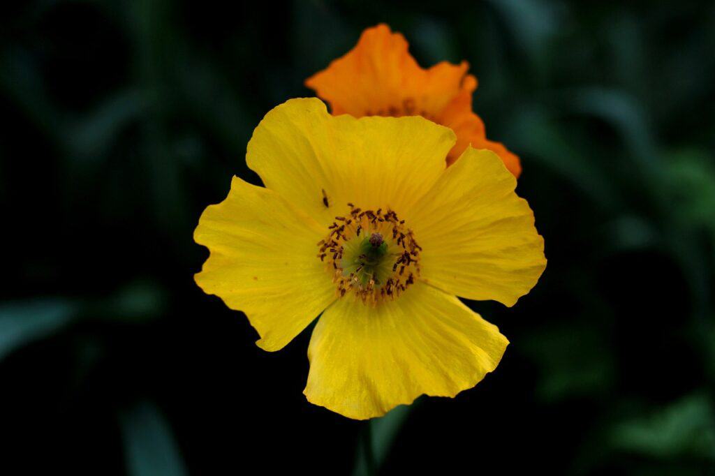 Blume mit E - große Liste mit vielen Bildern & Erklärungen