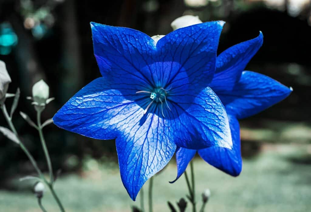 Blume mit F - große Liste mit vielen Bildern & Erklärungen