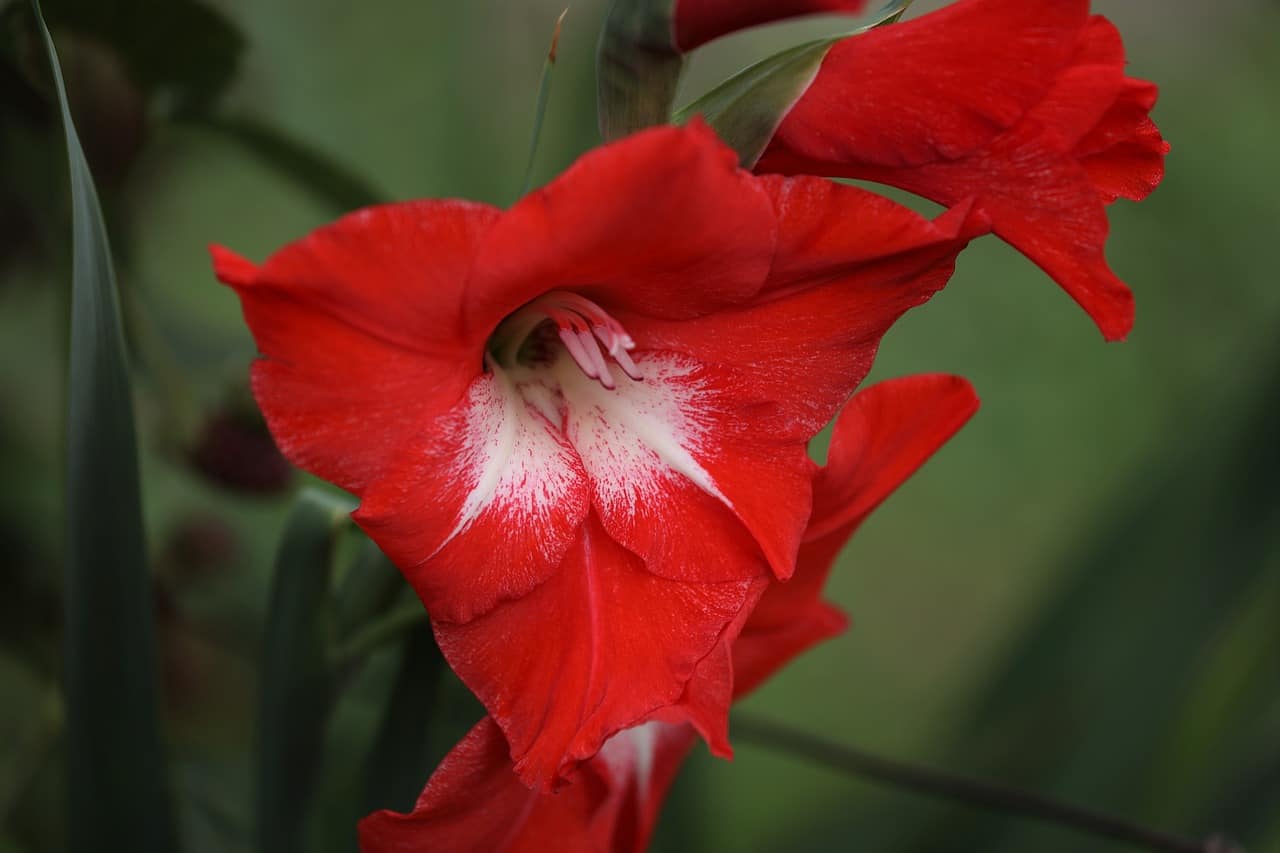 Blume mit G - große Liste mit vielen Bildern & Erklärungen