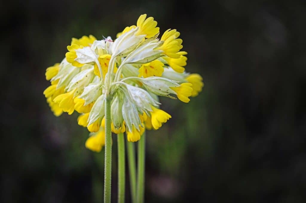 Blume Mit H
