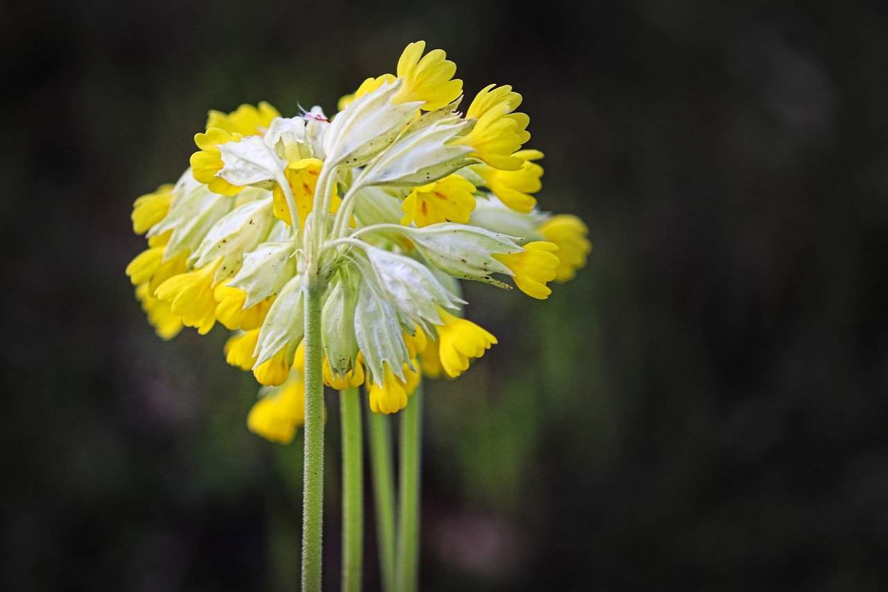 Blumen Mit H Am Anfang