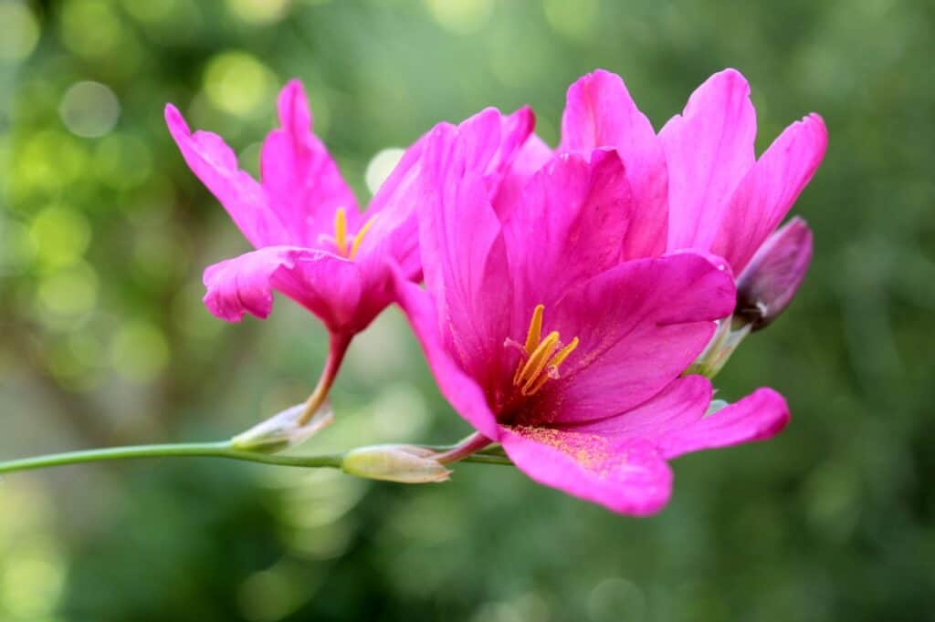 Blume Mit H