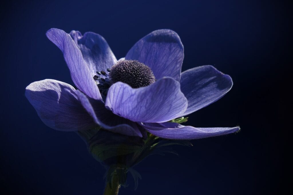 Blume mit I - große Liste mit vielen Bildern & Erklärungen