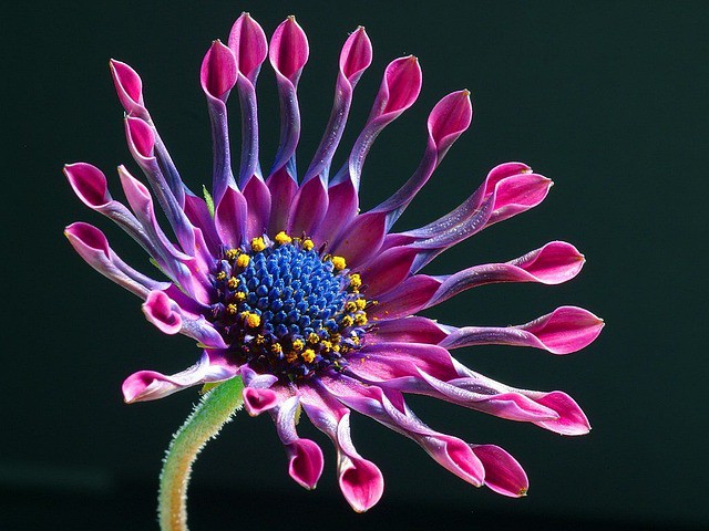 Blume mit M - große Liste mit vielen Bildern & Erklärungen
