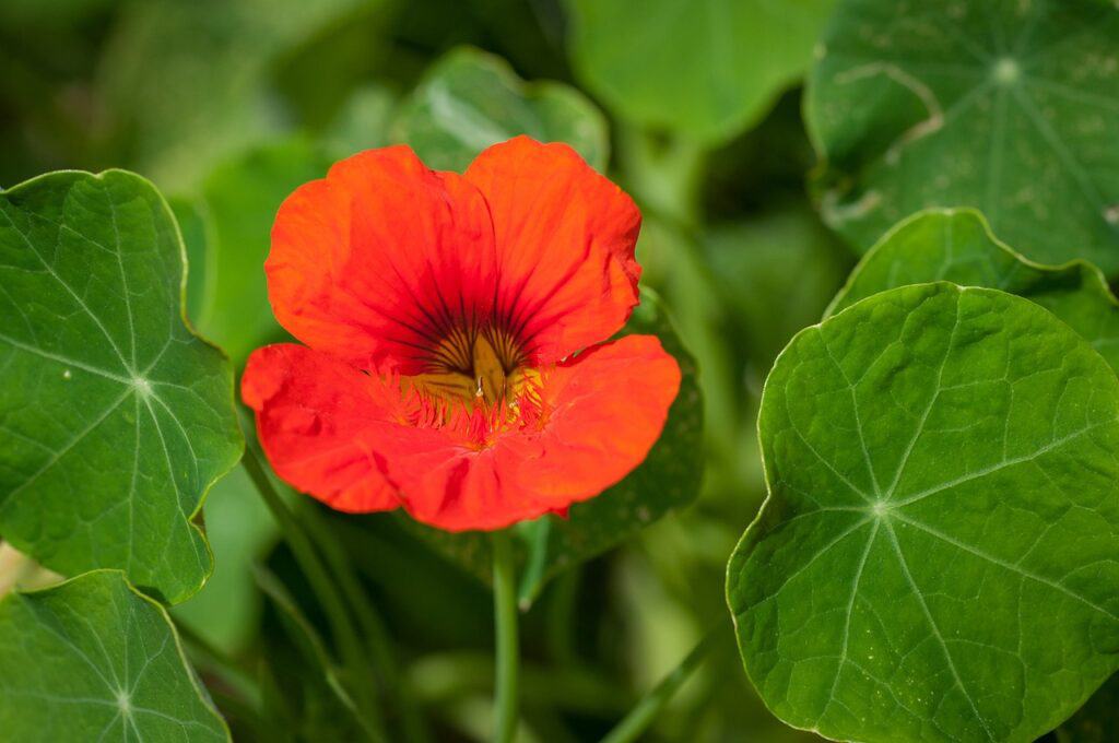 Blume mit M - große Liste mit vielen Bildern & Erklärungen