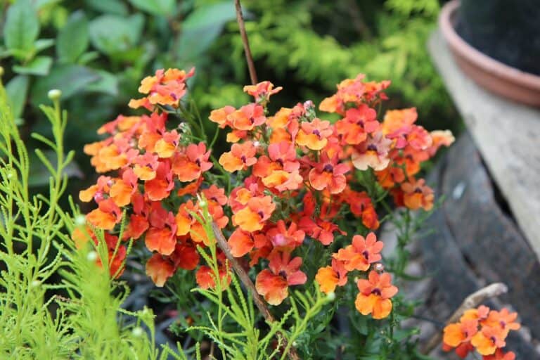 Blume mit N - große Liste mit vielen Bildern & Erklärungen