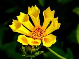 Blume mit X - große Liste mit vielen Bildern & Erklärungen