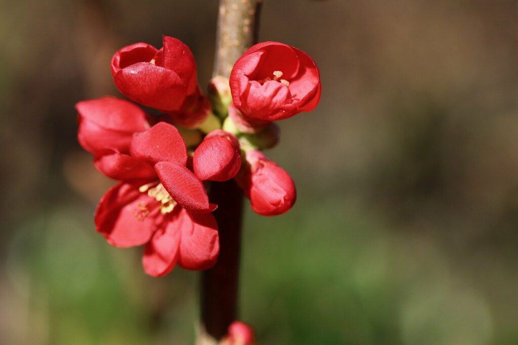 Blume mit Z - große Liste mit vielen Bildern & Erklärungen