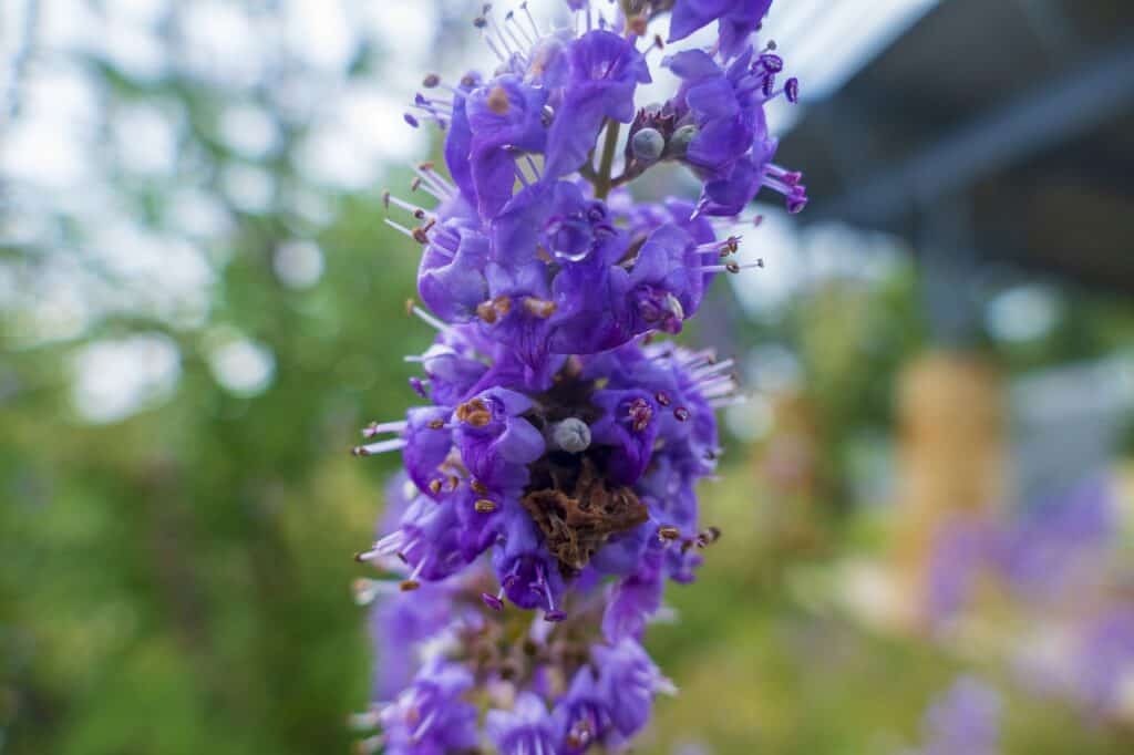 Blume mit U - große Liste mit vielen Bildern & Erklärungen